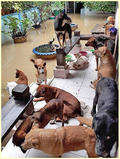 Regenzeit auf Koh Samui - Dog and Cat Rescue Samui Foundation